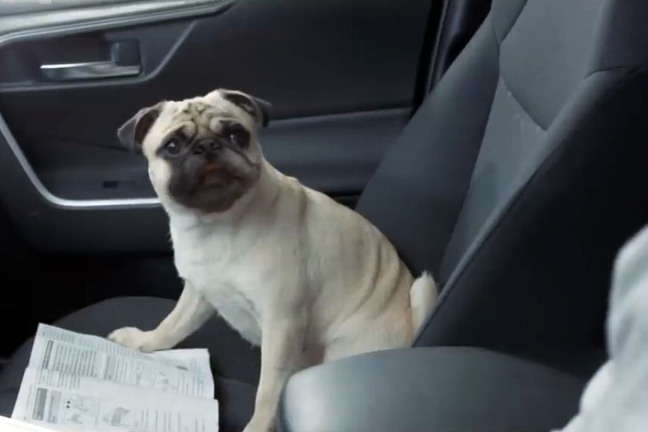 Pugdy: un perro con energía infinita | Adlatina