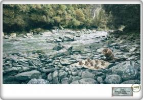 Beaver - Penguin | Adlatina